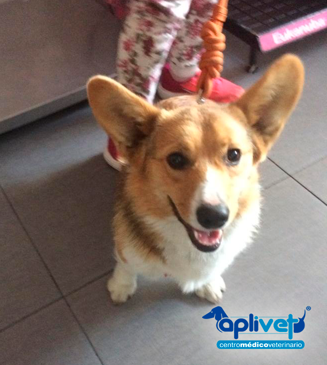 Él es Toribio, una gran ejemplo de lucha contra el cáncer - Aplivet ...